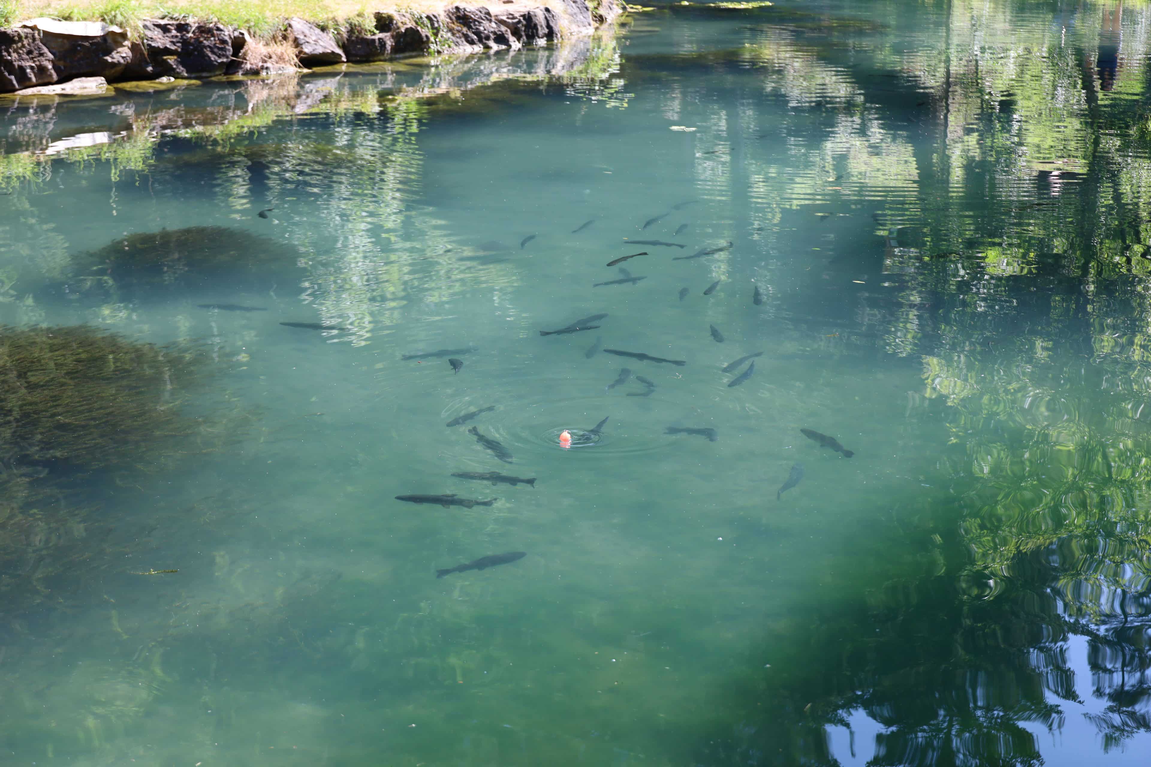 Trout fishing for children near Annecy