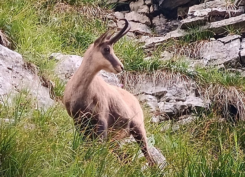 The emblematic fauna of Haute-Savoie and Lake Annecy