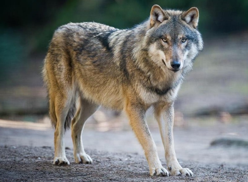 The emblematic fauna of Haute-Savoie and Lake Annecy
