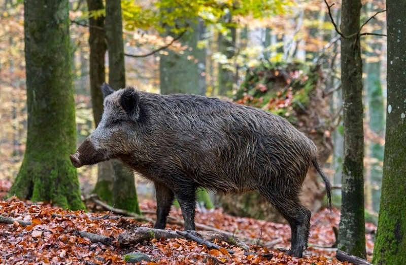 The emblematic fauna of Haute-Savoie and Lake Annecy