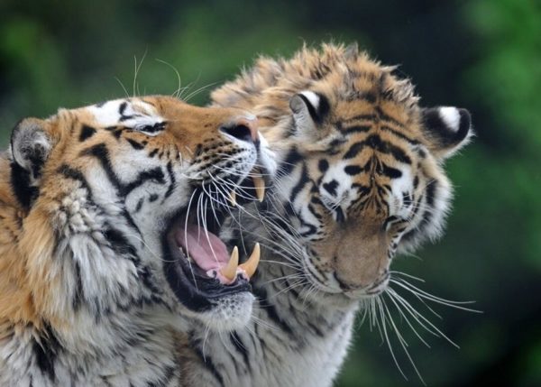 Zoo, aquariums and animal parks in Annecy, Haute-Savoie