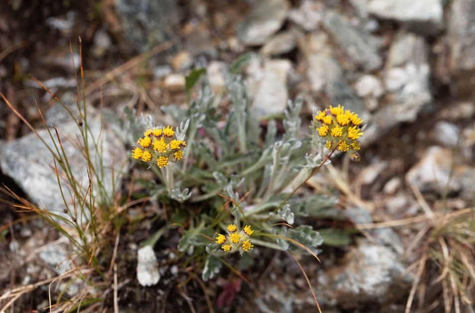 Haute-Savoie: recognising emblematic flowers